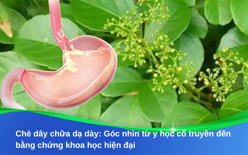 Chè dây chữa dạ dày: Góc nhìn từ y học cổ truyền đến bằng chứng khoa ...