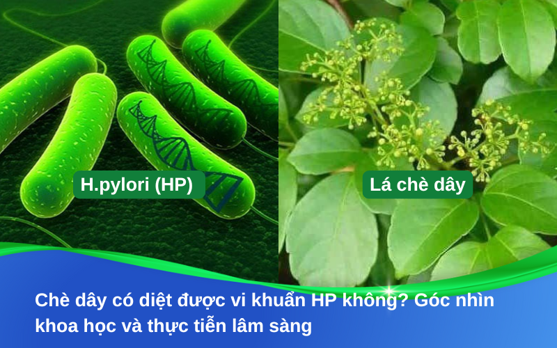 Chè dây có diệt được vi khuẩn HP không? Góc nhìn khoa học và thực tiễn ...